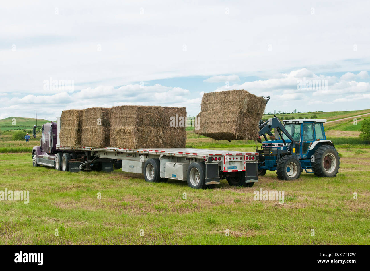 Alfalfa in square bales are stacked for storage in an alfalfa field in ...