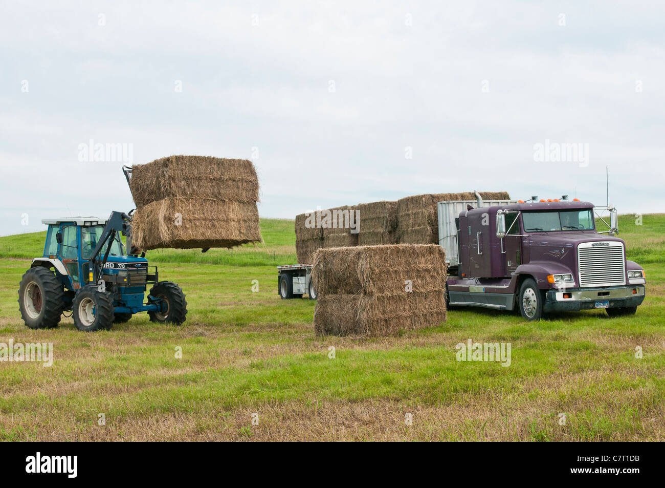 Tractor loading hay bales hi-res stock photography and images - Alamy