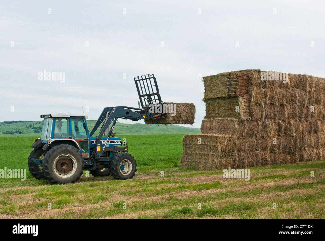 Alfalfa Hay Bales High Resolution Stock Photography and Images - Alamy