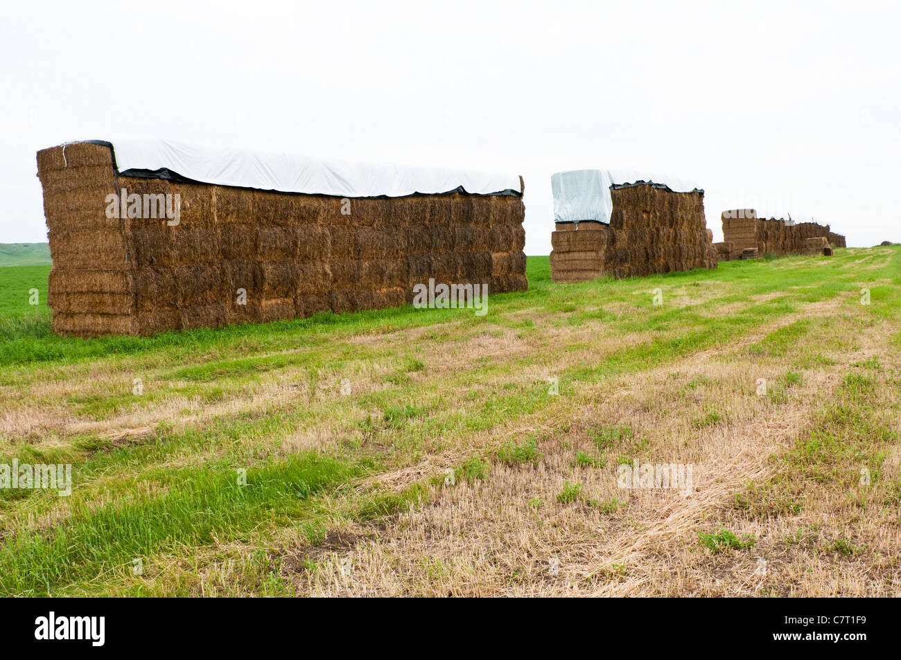 Alfalfa in square bales are stacked and covered for storage in an ...