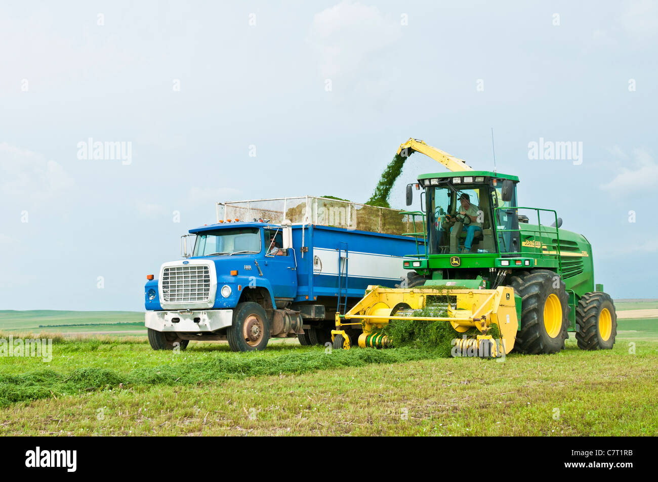 Alfalfa is picked up, shredded for silage and transfered into a moving ...