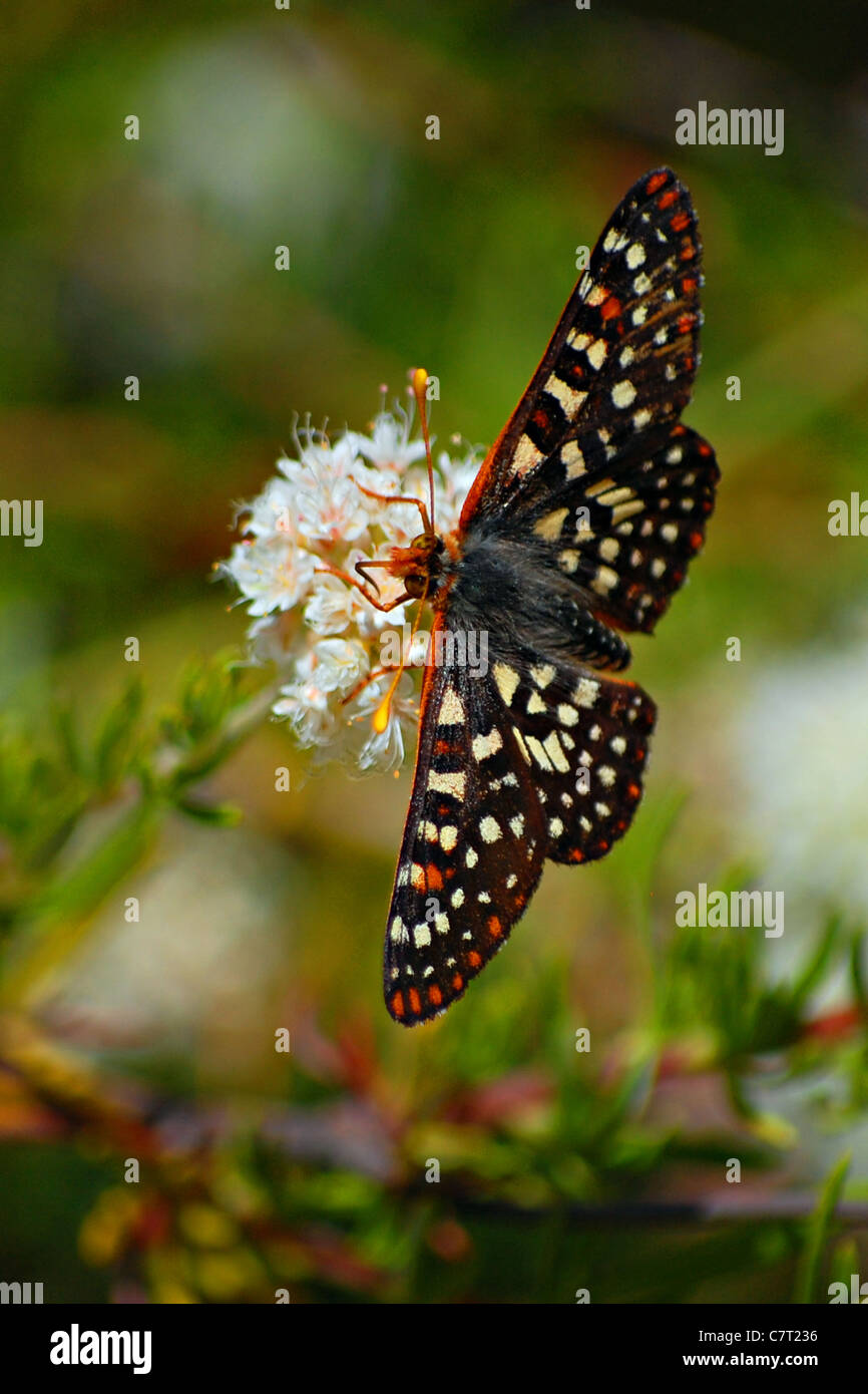 Edith's Checkerspot Butterfly, Santa Monica Mountains, California Stock ...