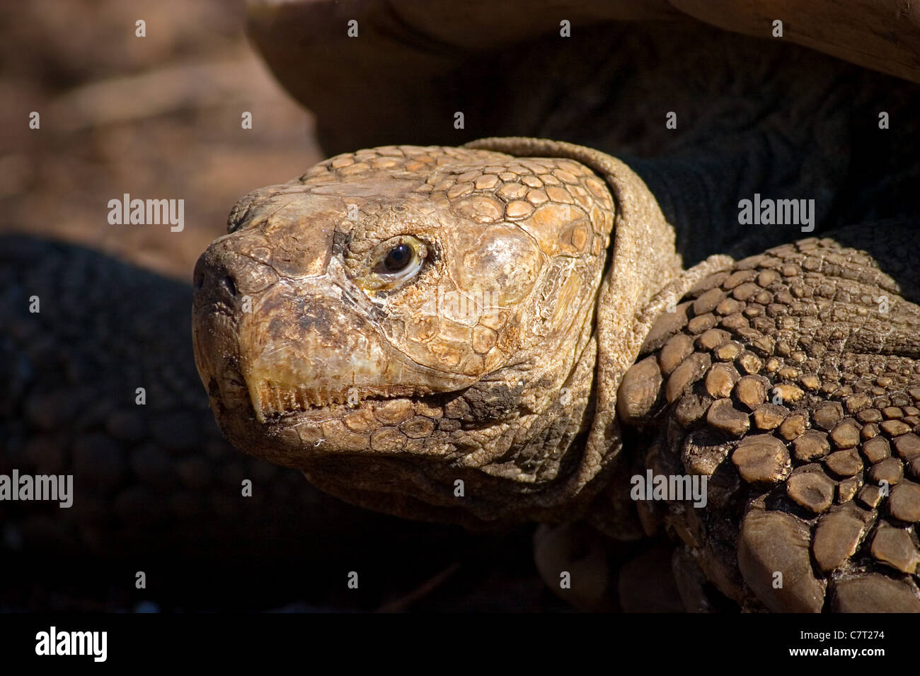 Close up of a giant tortoise Stock Photo - Alamy