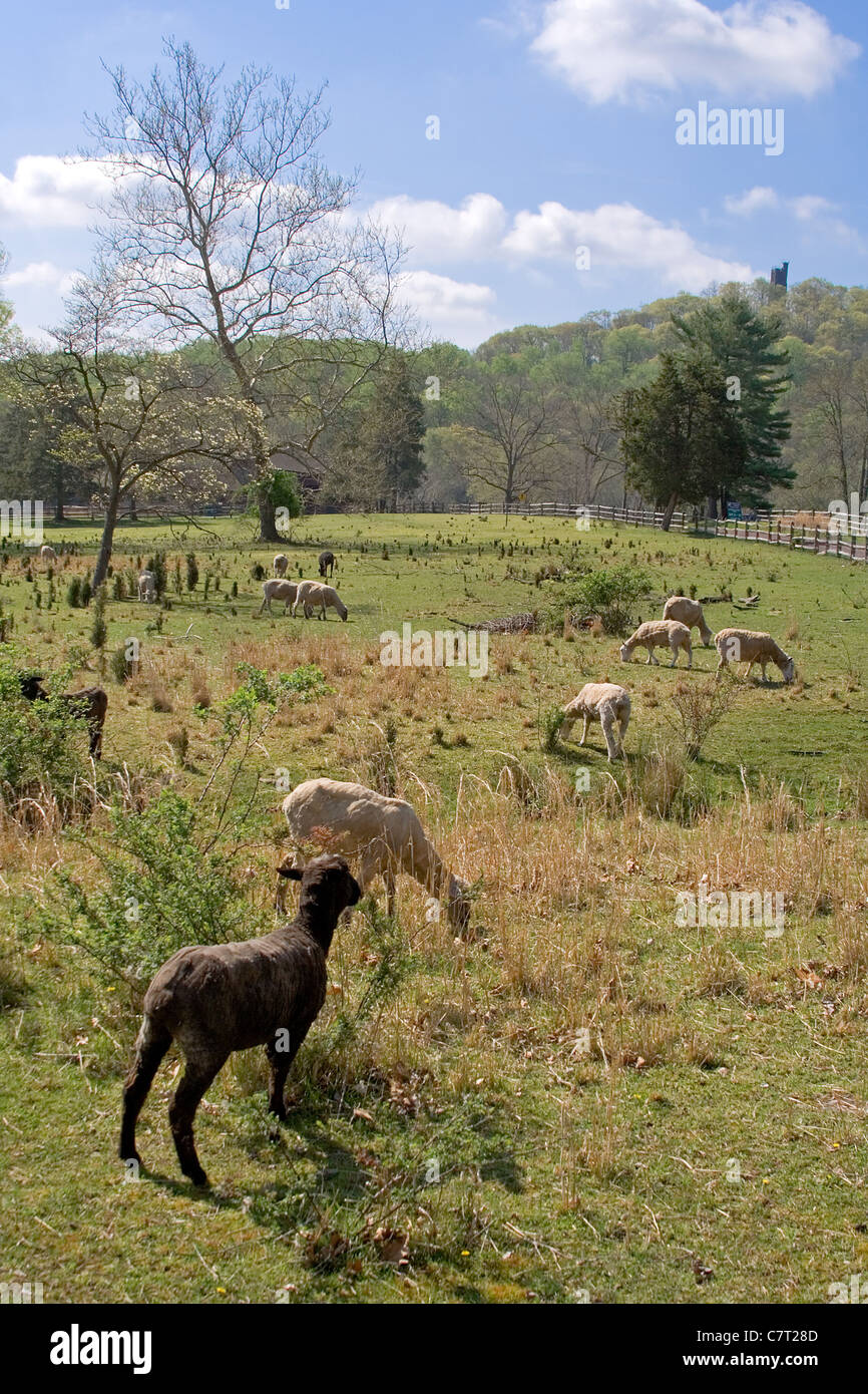 Grazing sheep in a field Stock Photo - Alamy