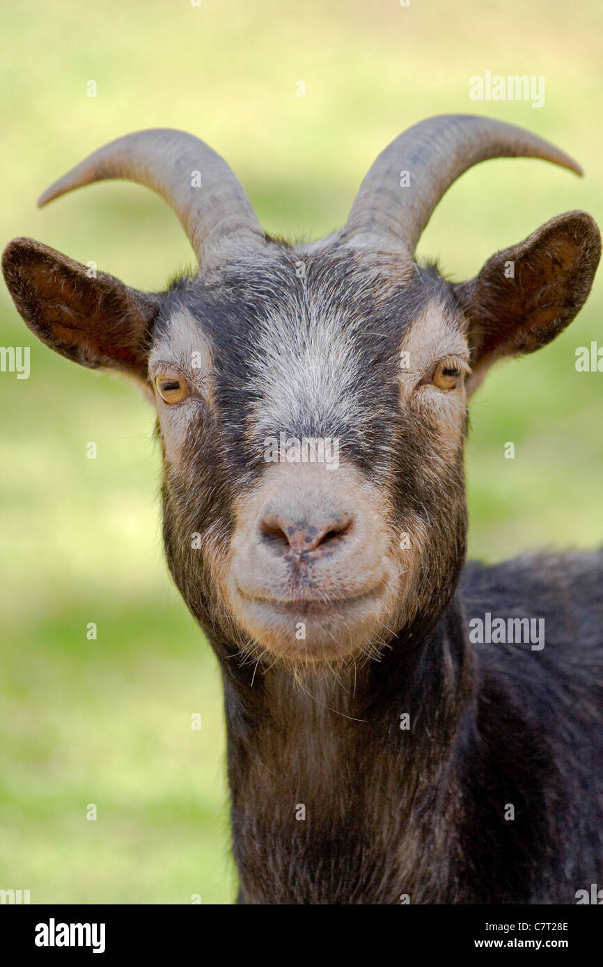 Goat horns hi-res stock photography and images - Alamy