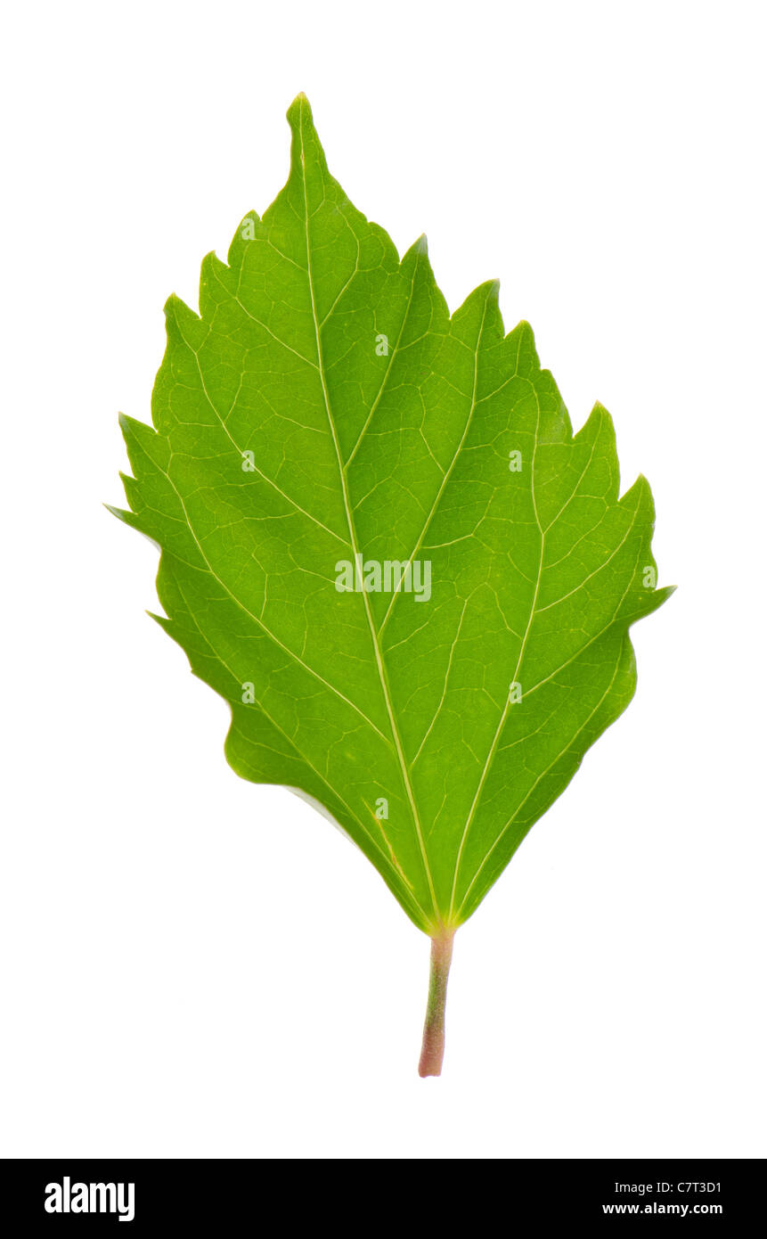 Hibiscus leaf isolated on white background Stock Photo - Alamy