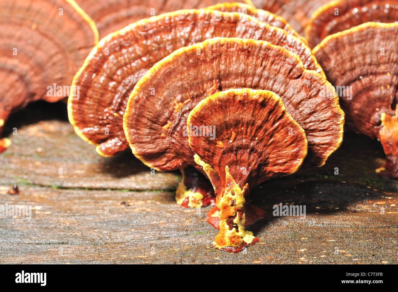 wild fan fungus Stock Photo - Alamy