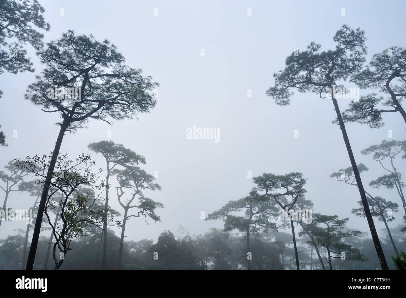 sparse pine forest "poo soi dao" national park, thailand Stock Photo ...