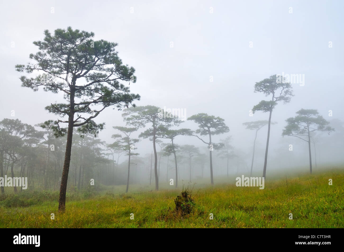 Sparse pine forest hi-res stock photography and images - Alamy