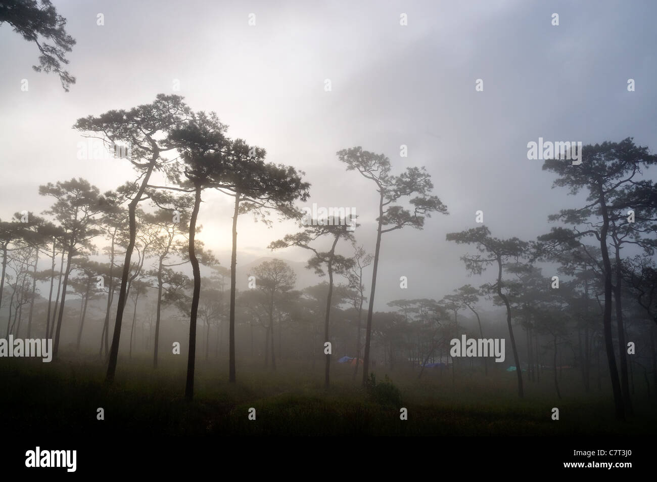 Sparse pine forest hi-res stock photography and images - Alamy