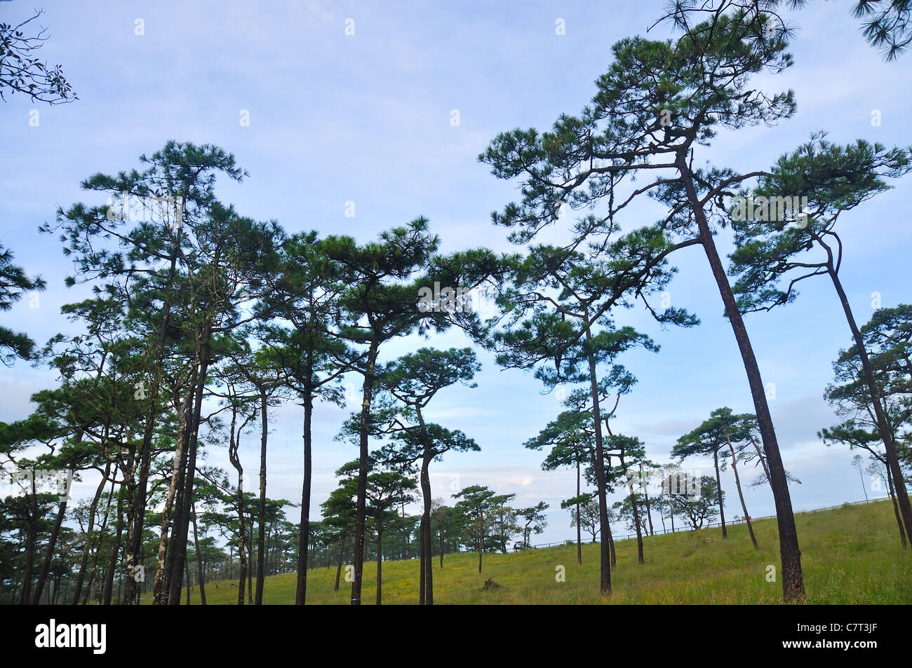 sparse pine forest "poo soi dao" national park, thailand Stock Photo ...