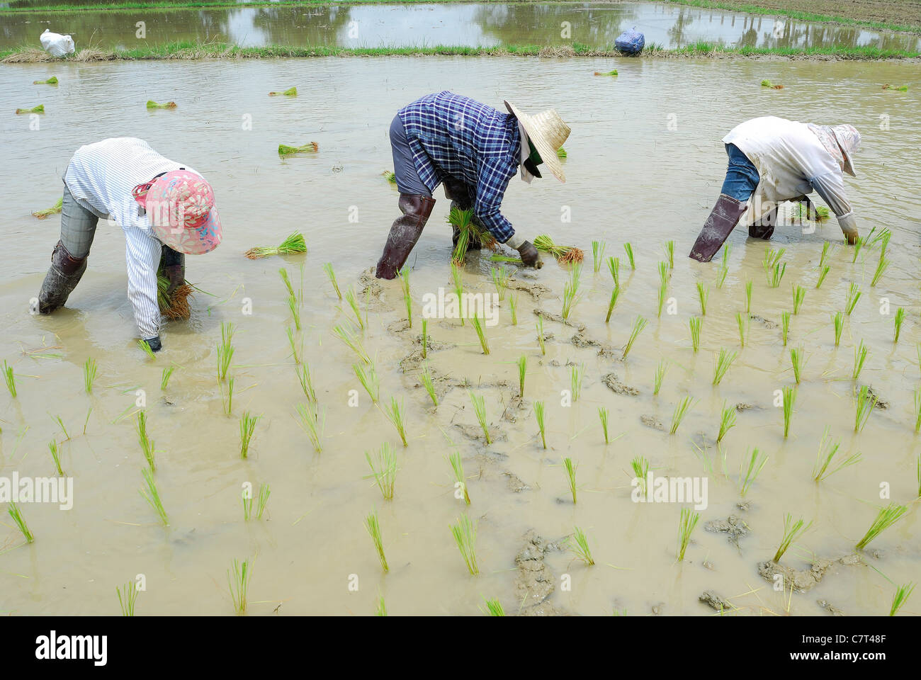 Manual rice planting hi-res stock photography and images - Alamy