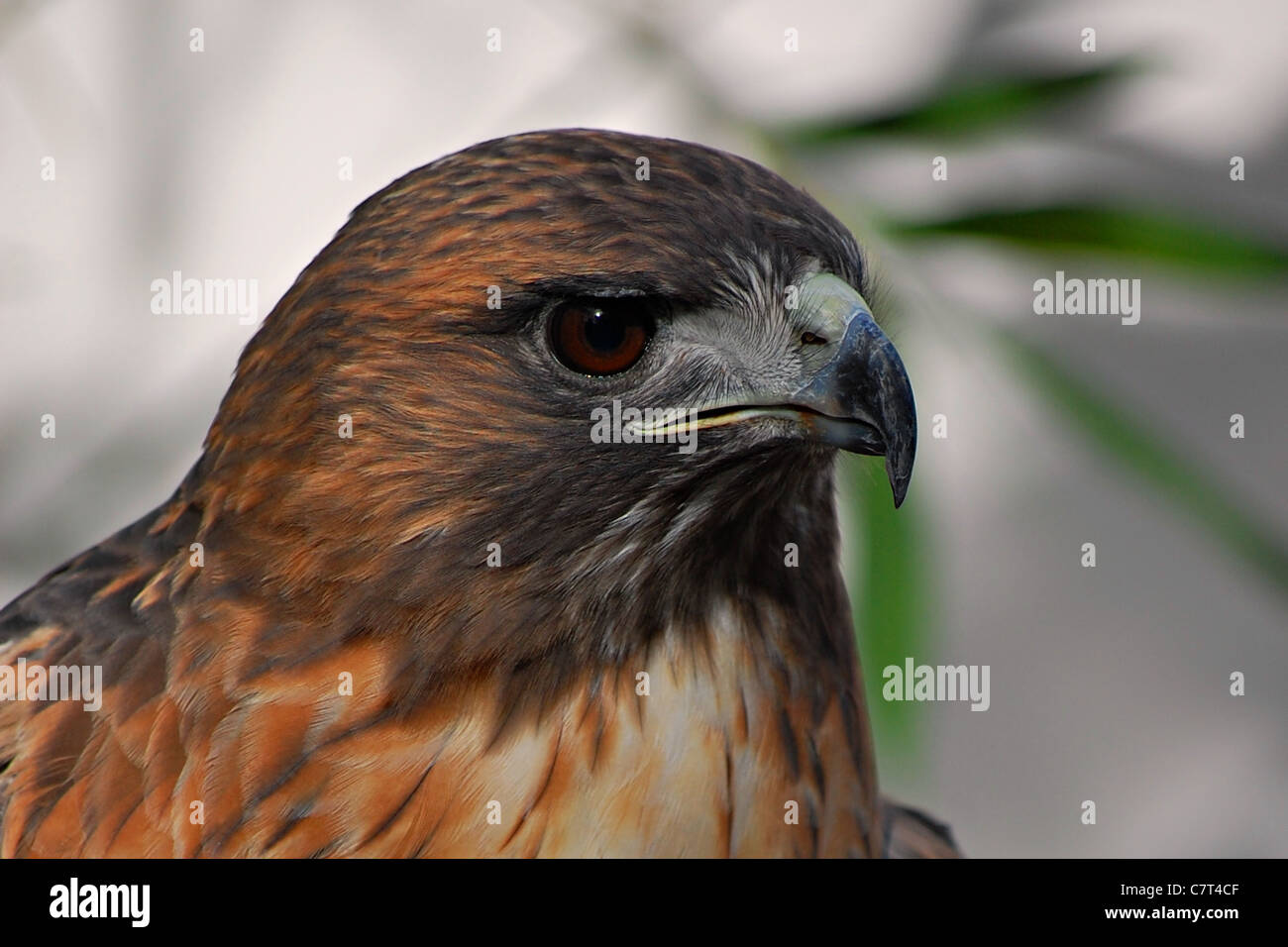 Red tail hawk photography hi-res stock photography and images - Alamy