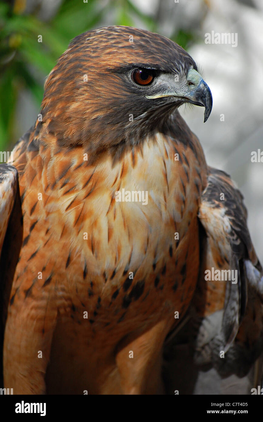 Red tail hawk photography hi-res stock photography and images - Alamy