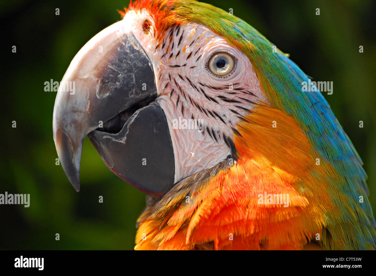 Catalina, Macaw, Venice Beach, California Stock Photo - Alamy
