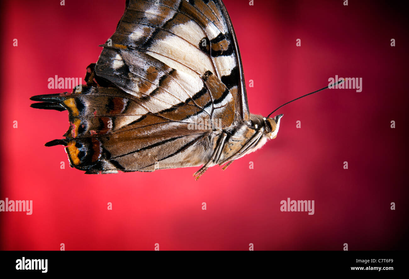 Flying butterfly on a bright red background Stock Photo - Alamy