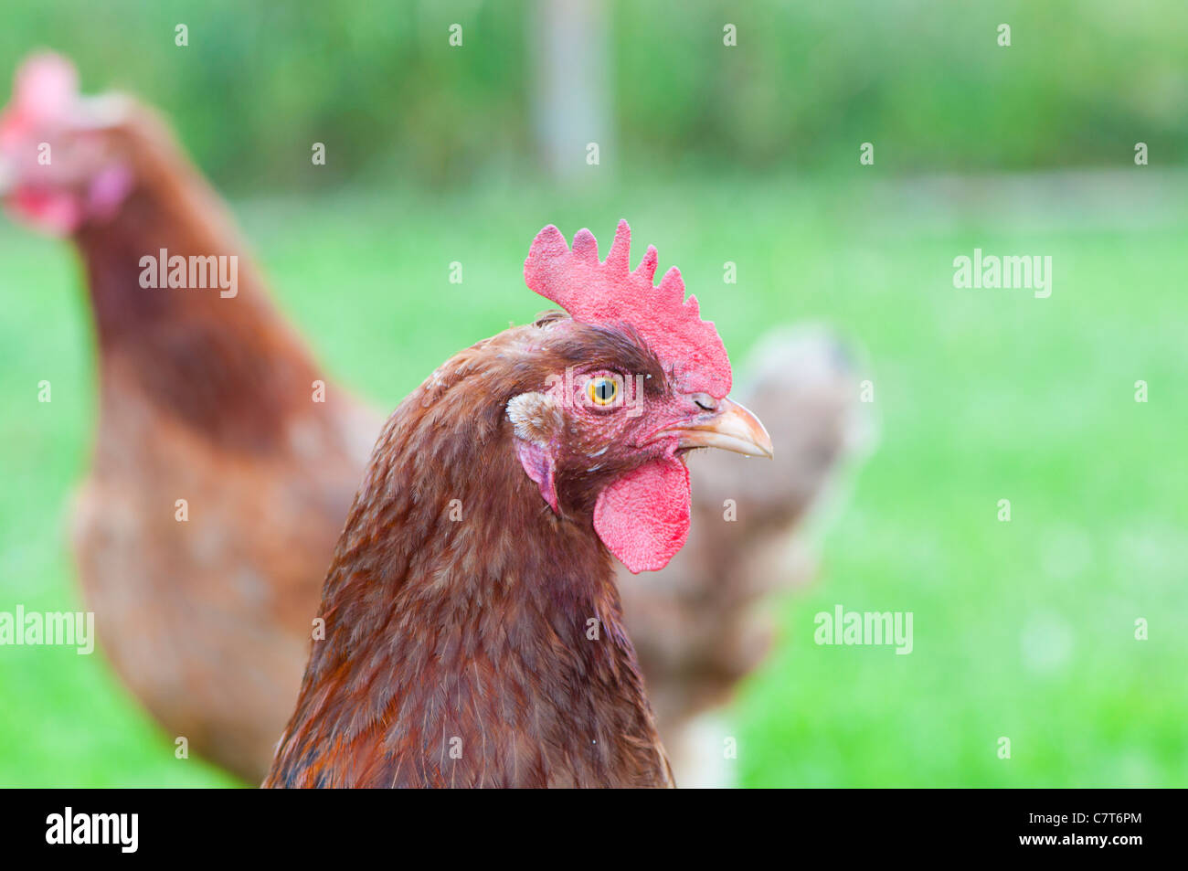 Chicken run country hi-res stock photography and images - Alamy