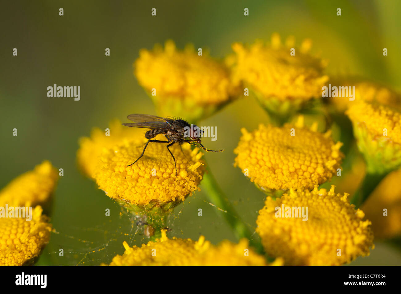 Small fly on a flower Stock Photo - Alamy