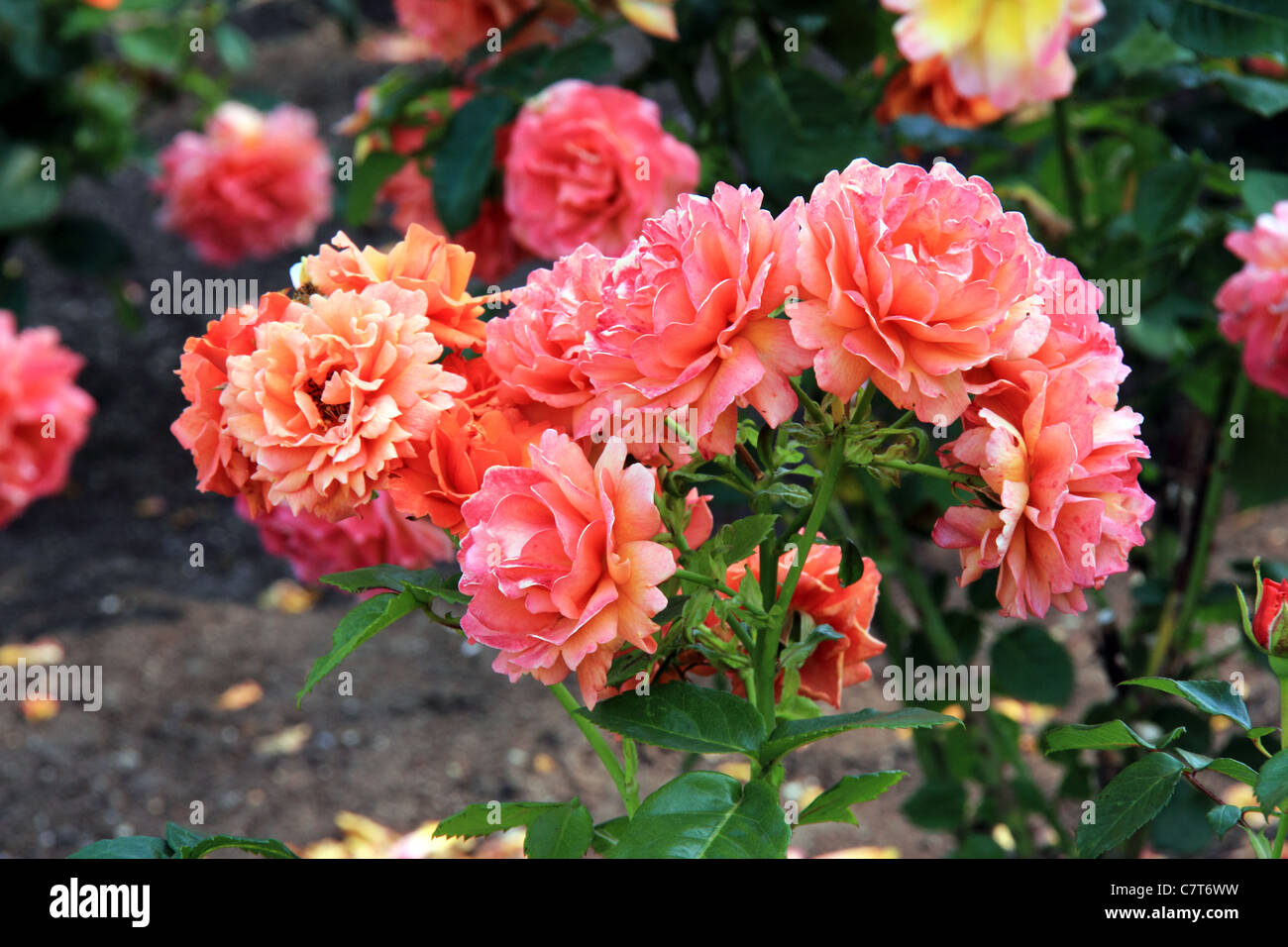 Brother's Grimm Fairy Tale Roses Stock Photo - Alamy