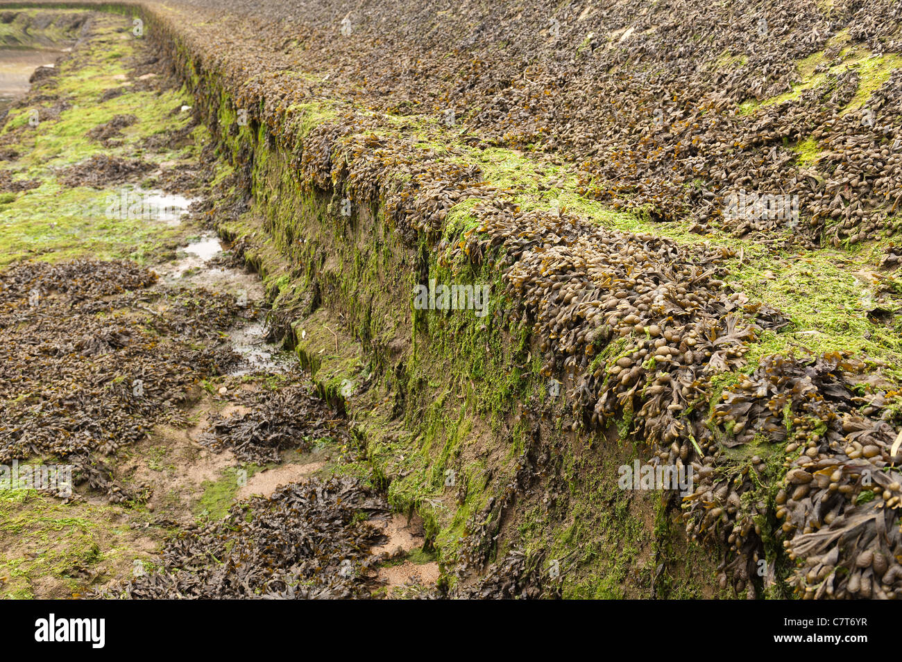 Exposed harbour wall at low tide covered in bladderwrack algae and ...