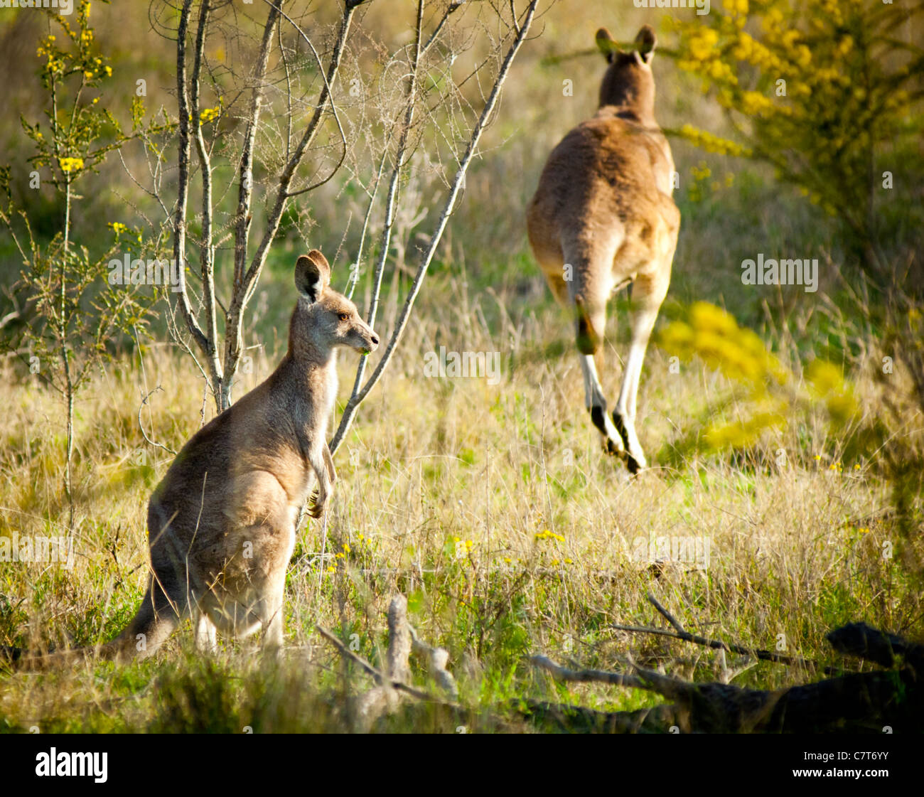 Australian bush sunset hi-res stock photography and images - Alamy