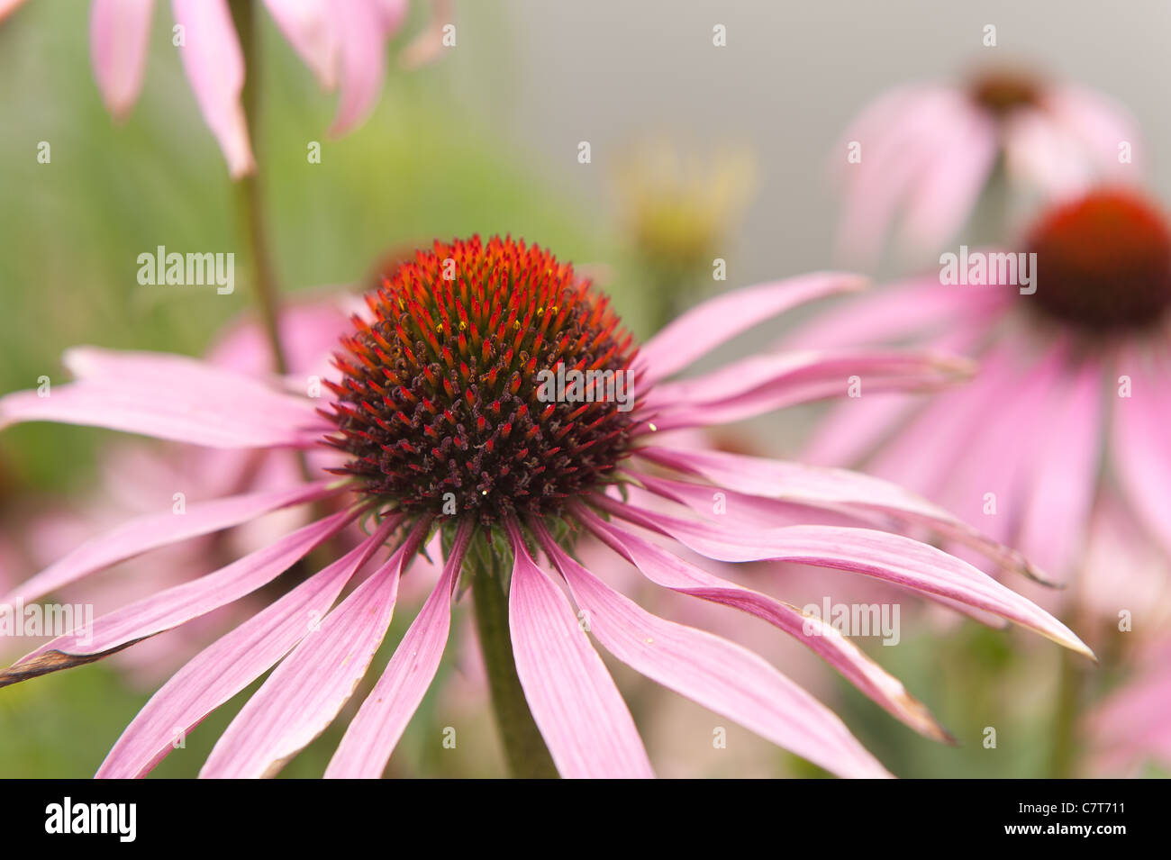 Rudbeckia purpurea pink corn flower Stock Photo - Alamy