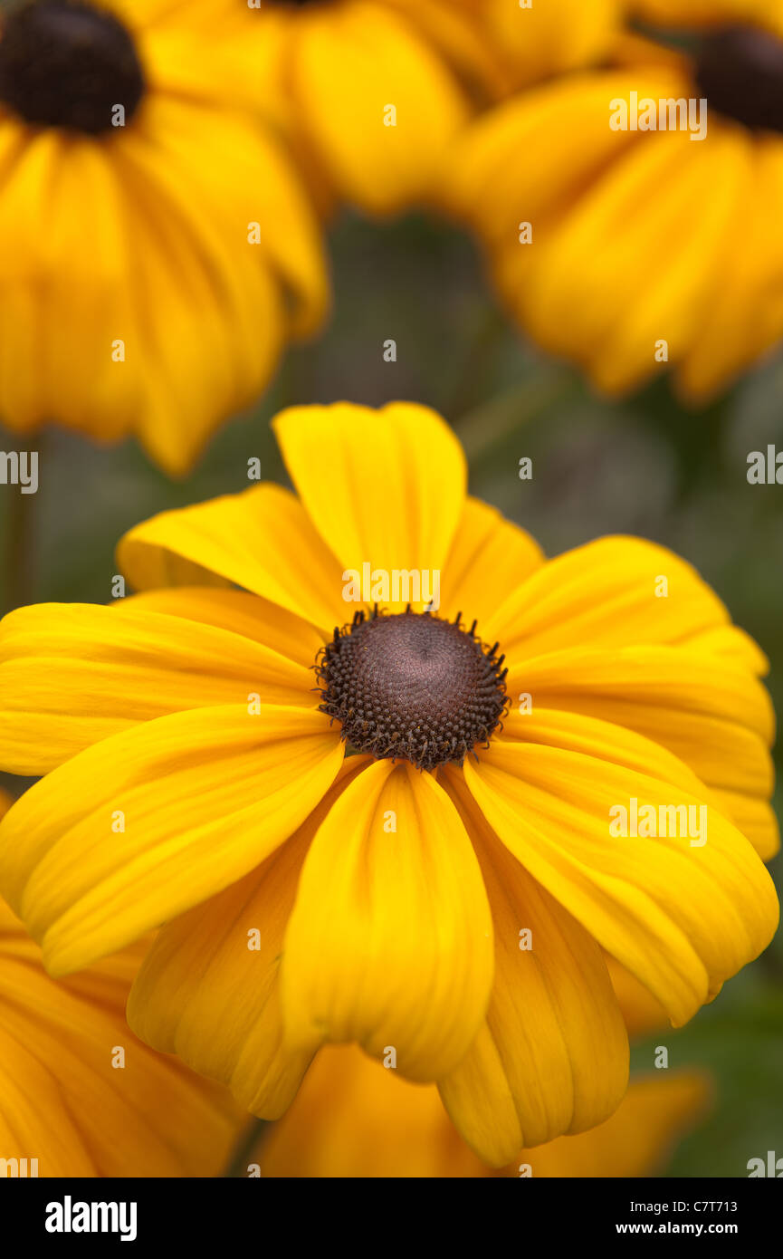 Black eyed susan flowers daisy Stock Photo - Alamy