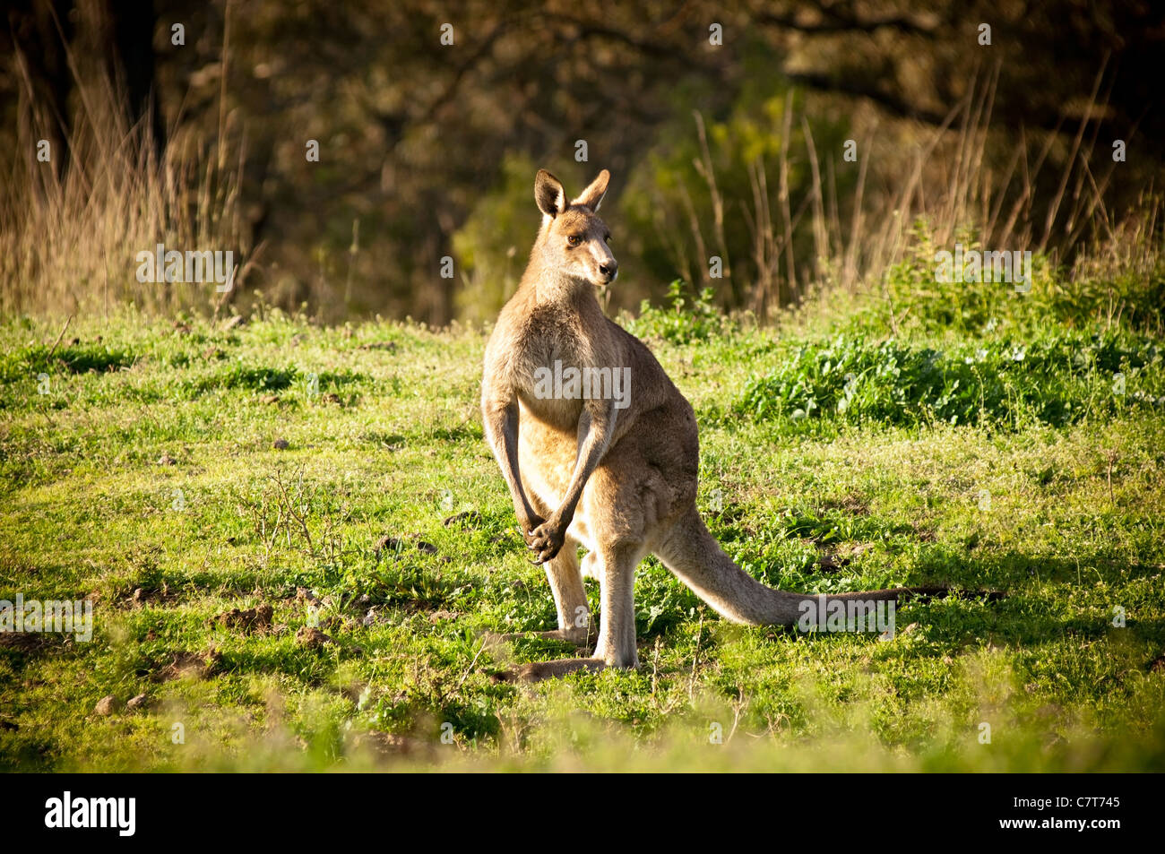 Australian kangaroos hi-res stock photography and images - Alamy
