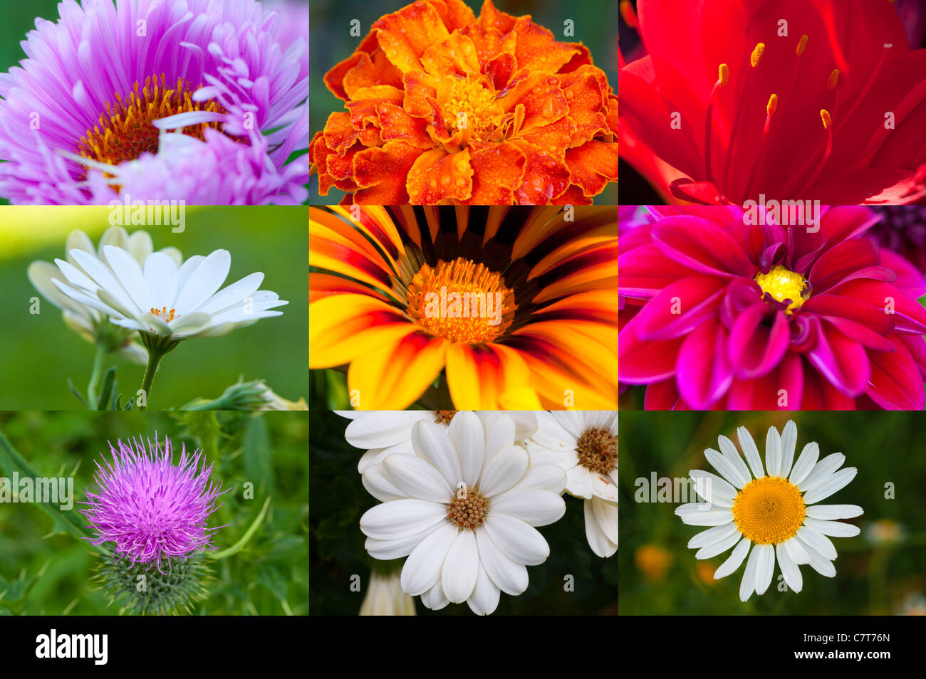 closeup on nine different flowers Stock Photo - Alamy
