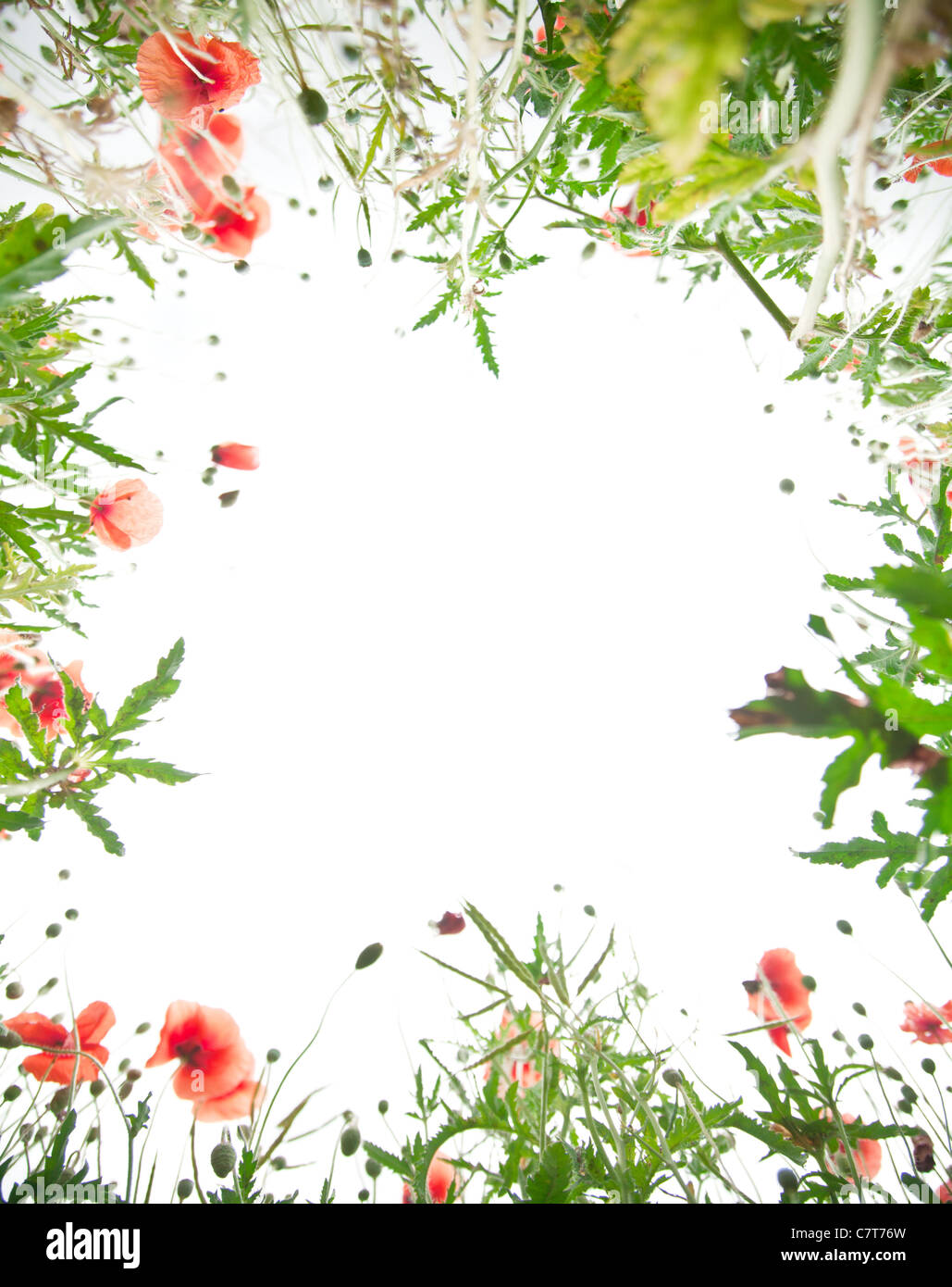 Poppy frame hi-res stock photography and images - Alamy
