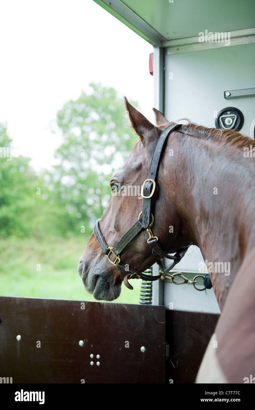 Inside horse box hi-res stock photography and images - Alamy