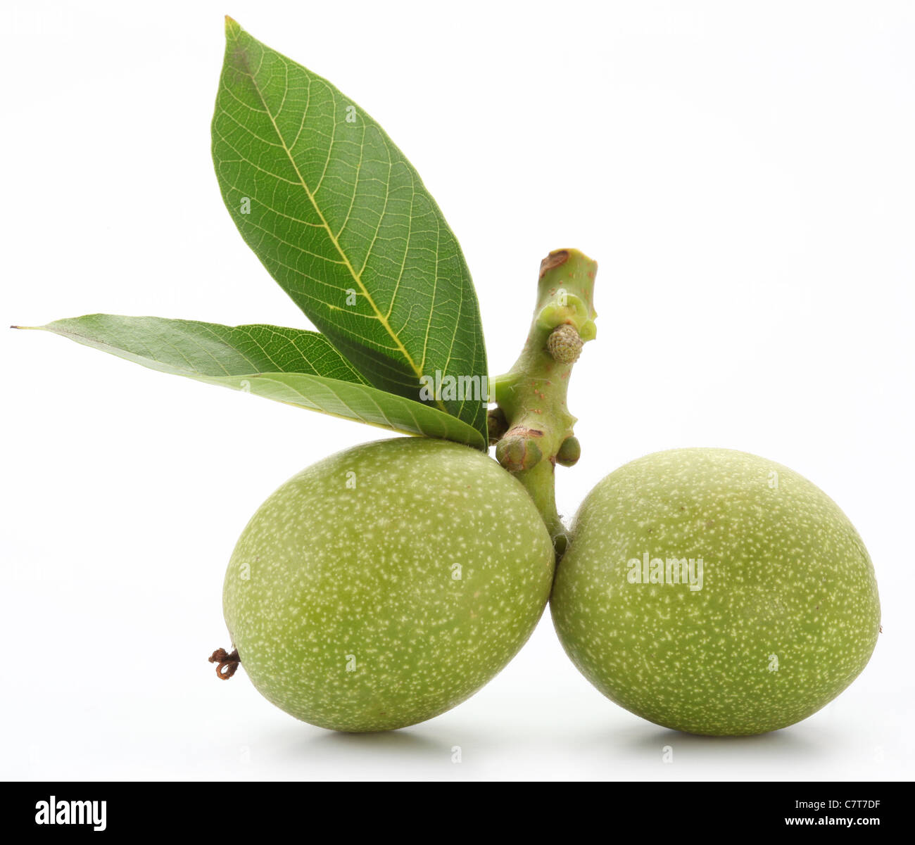 Green walnuts with leaves isolated on a white background Stock Photo ...