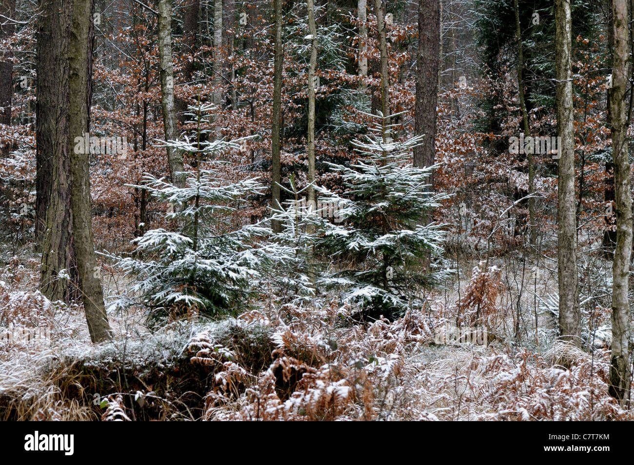 Mixed needleleaf and broadleaf forest hi-res stock photography and ...