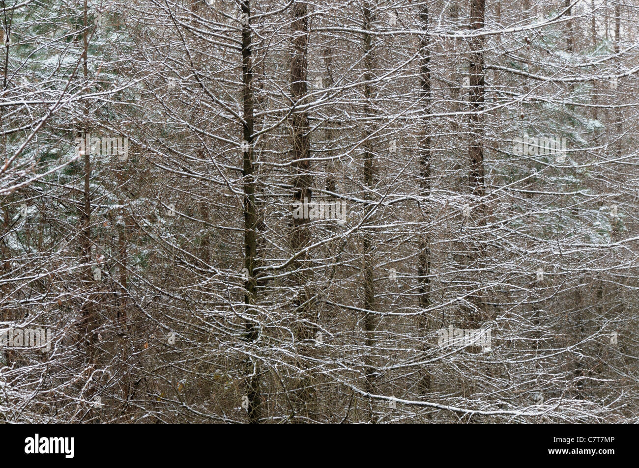 Mixed needleleaf and broadleaf forest hi-res stock photography and ...