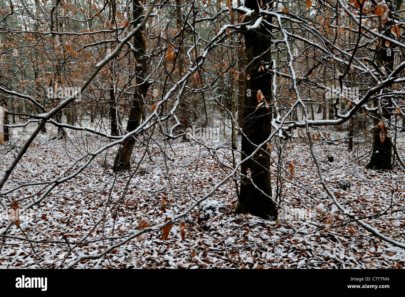Mixed needleleaf and broadleaf forest hi-res stock photography and ...