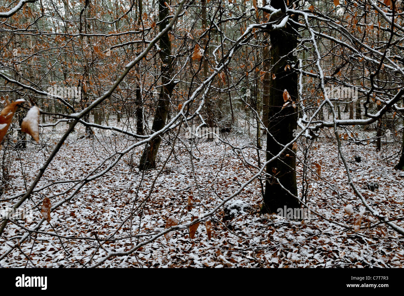 Mixed needleleaf and broadleaf forest hi-res stock photography and ...