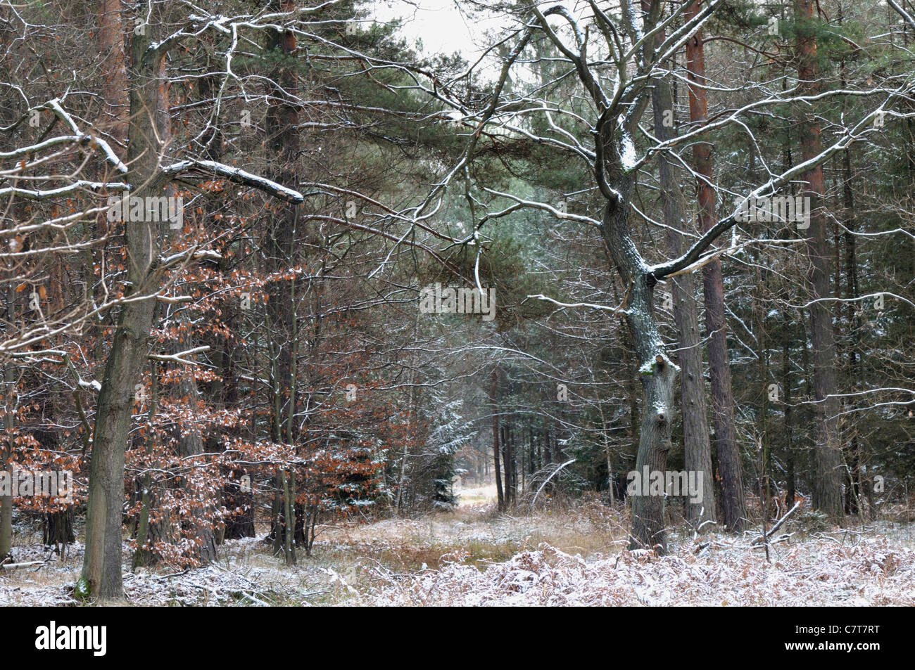Mixed needleleaf and broadleaf forest hi-res stock photography and ...
