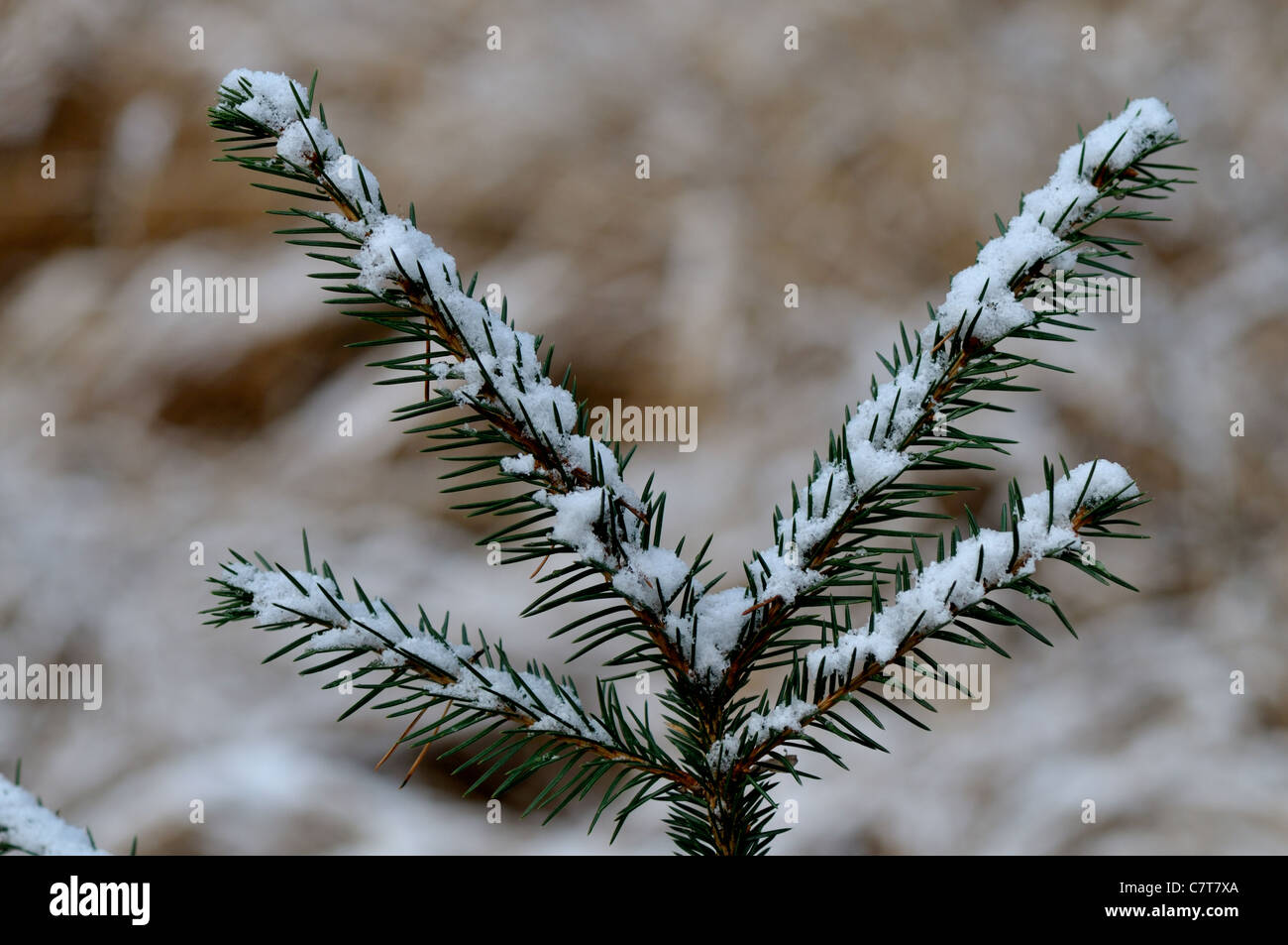 Mixed needleleaf and broadleaf forest hi-res stock photography and ...