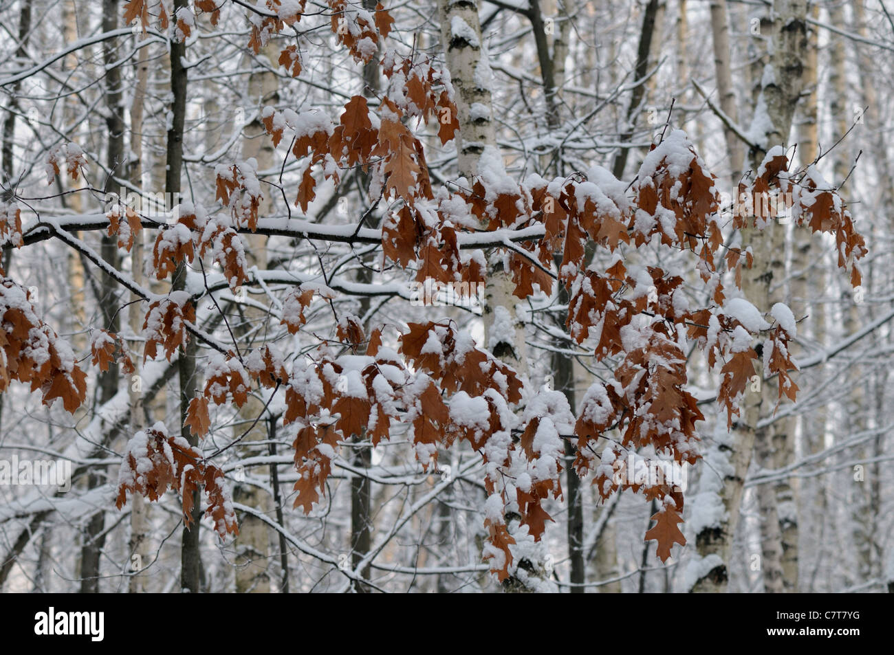 Mixed needleleaf and broadleaf forest hi-res stock photography and ...