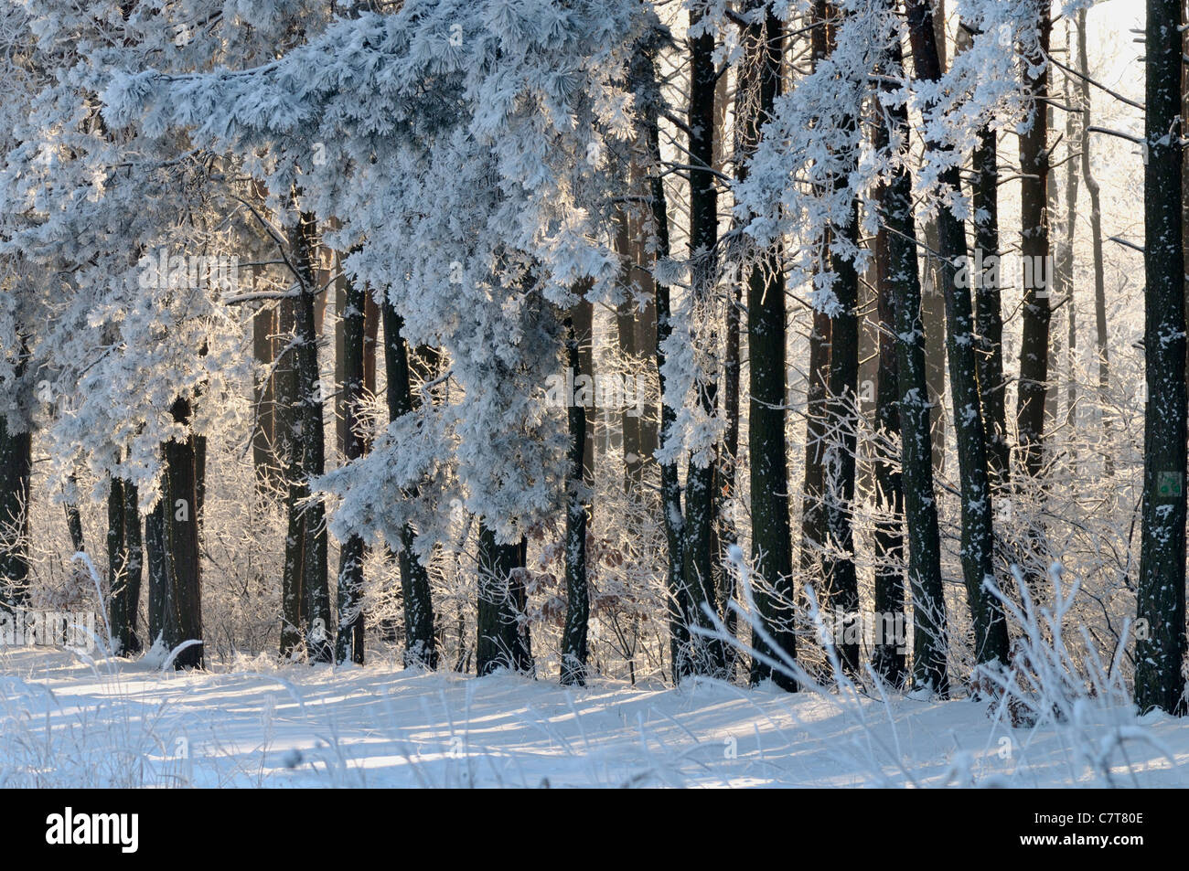 Mixed needleleaf and broadleaf forest hi-res stock photography and ...