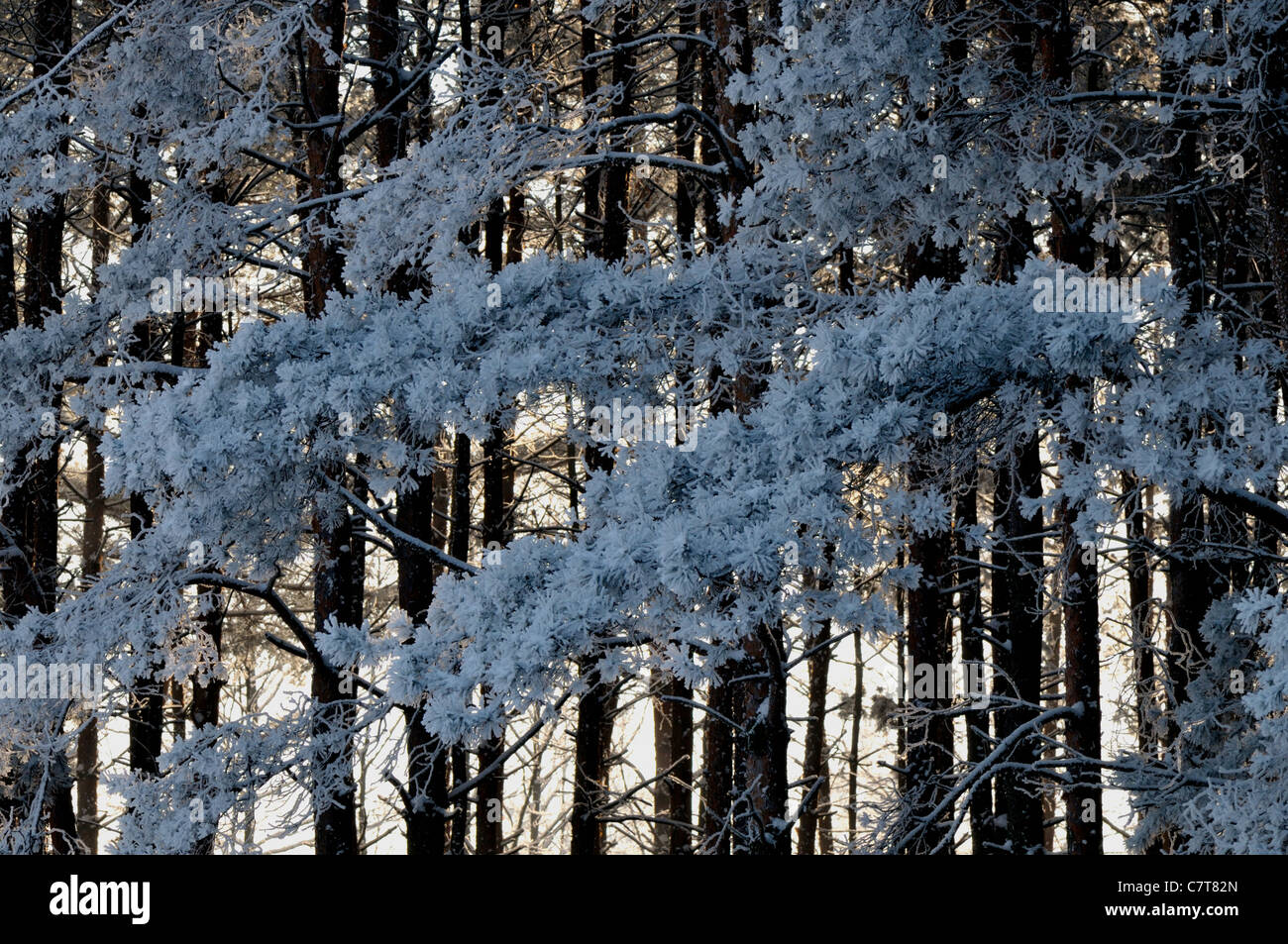 Mixed needleleaf and broadleaf forest hi-res stock photography and ...