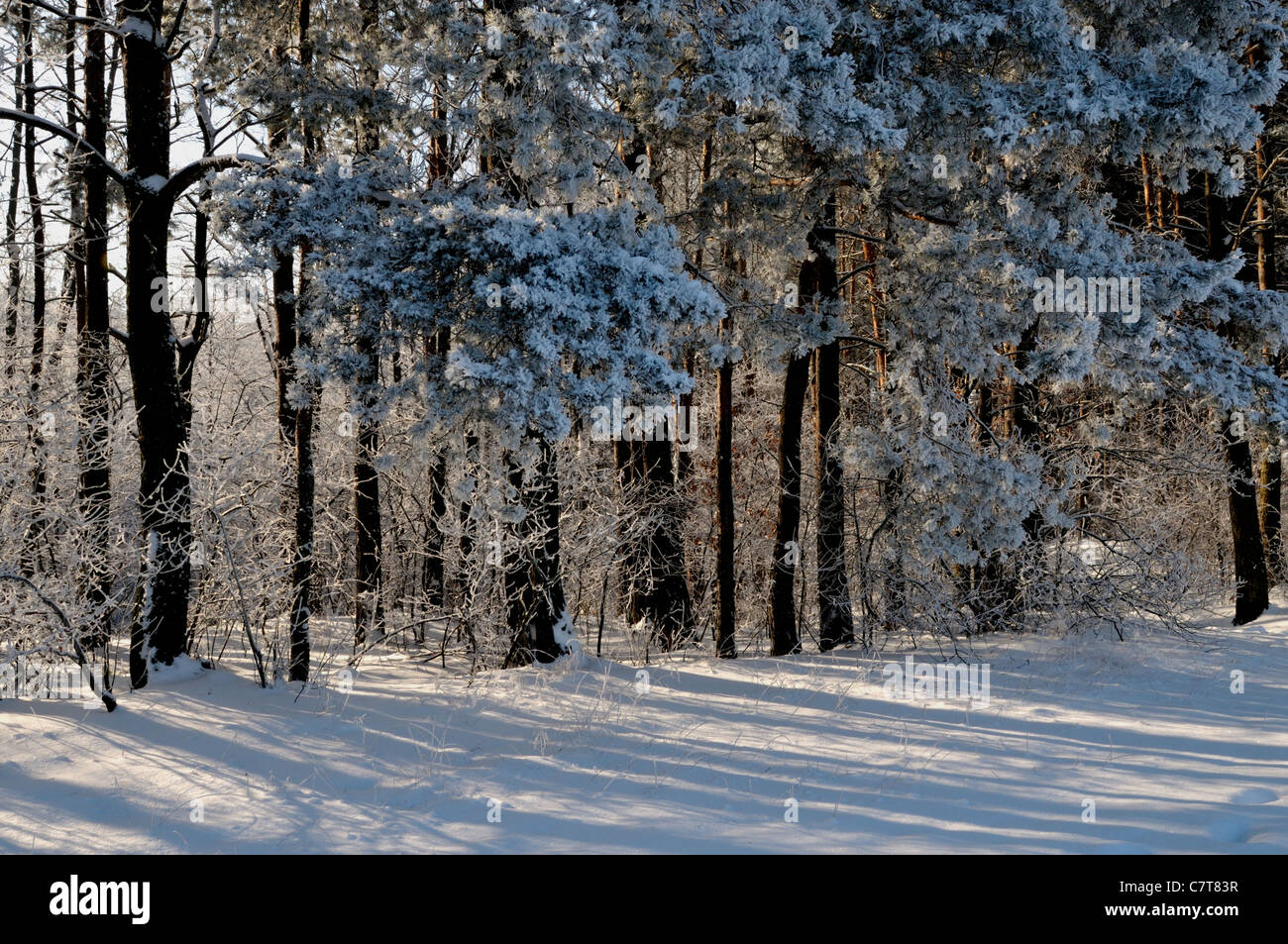 Mixed needleleaf and broadleaf forest hi-res stock photography and ...