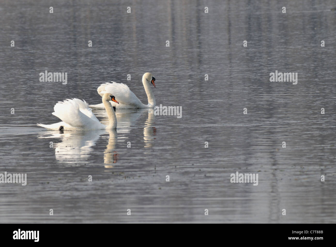 Leda and the swan greek mythology hi-res stock photography and images ...