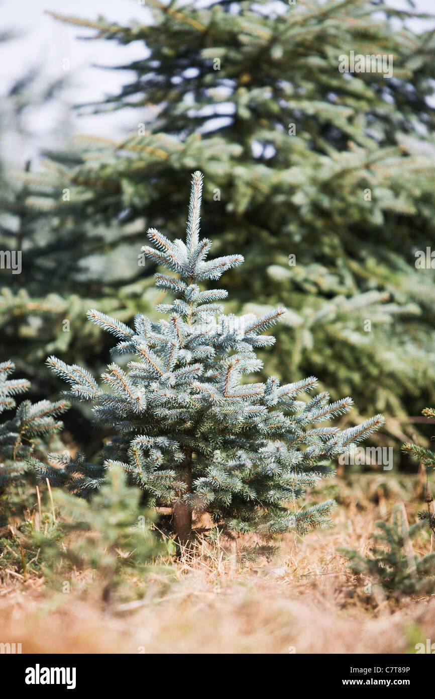 Blue spruce tree sapling at a Christmas tree farm, Germany Stock Photo ...