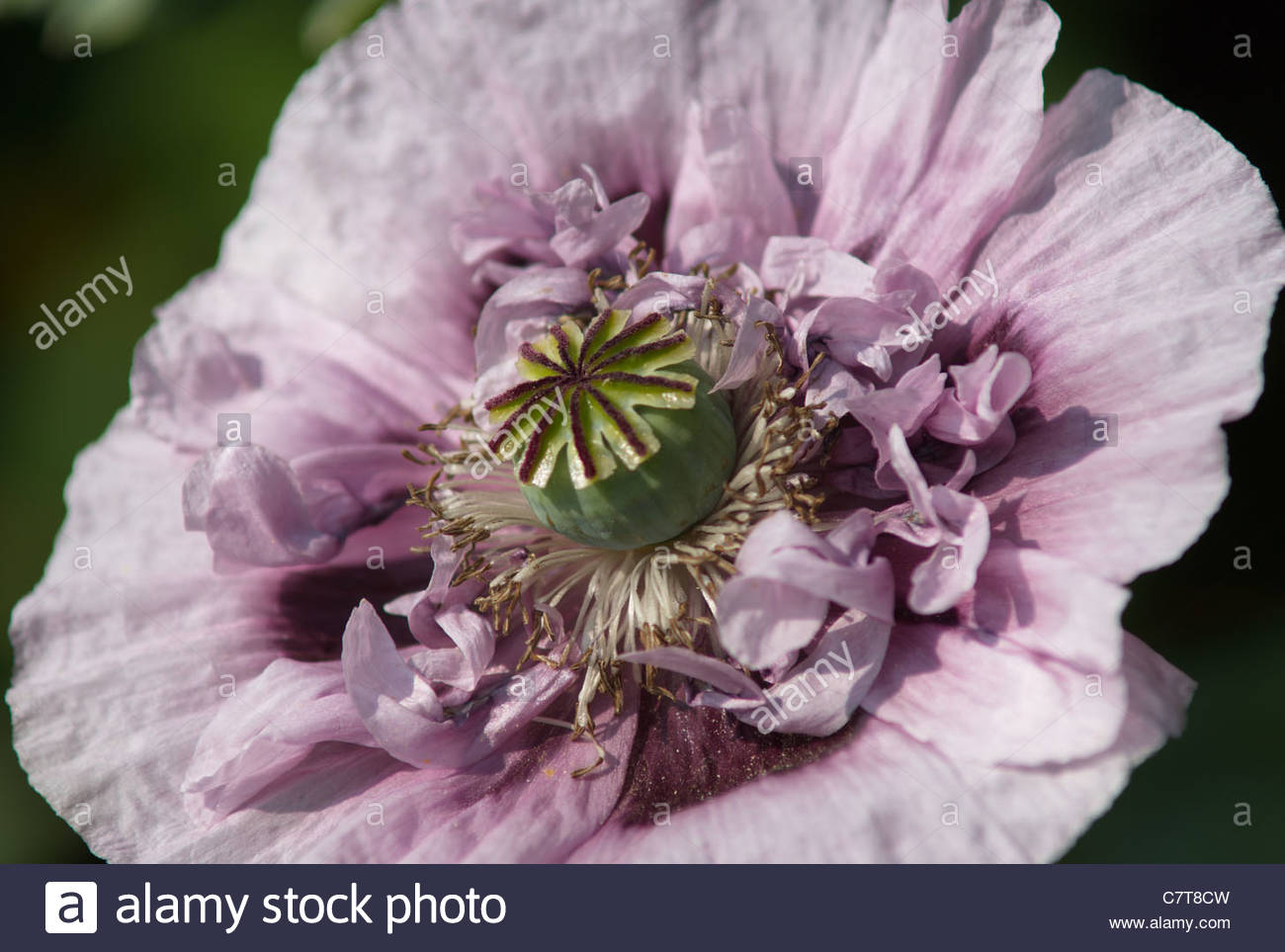 Purple And Lilac Flower High Resolution Stock Photography and Images ...