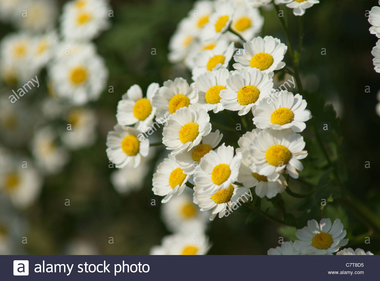 Chamomile Plant Stock Photos & Chamomile Plant Stock Images - Alamy