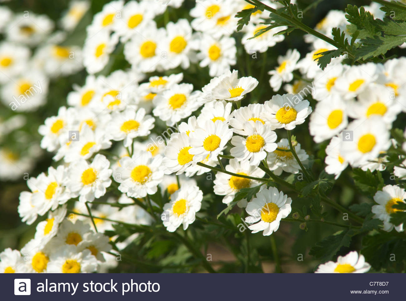 Chamomile Plant Stock Photos & Chamomile Plant Stock Images - Alamy
