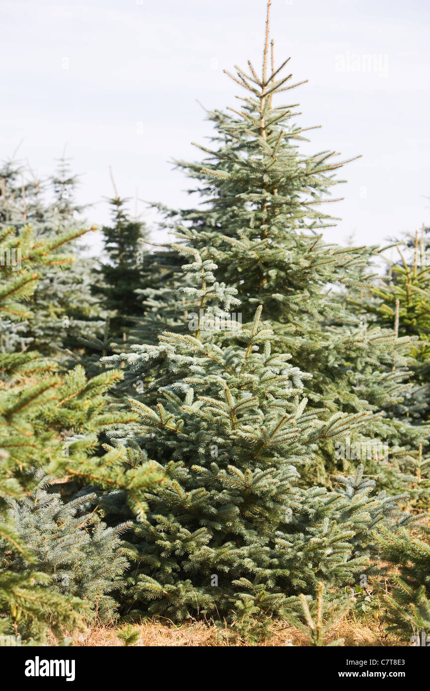 Spruce trees at a Christmas tree farm, Germany Stock Photo - Alamy