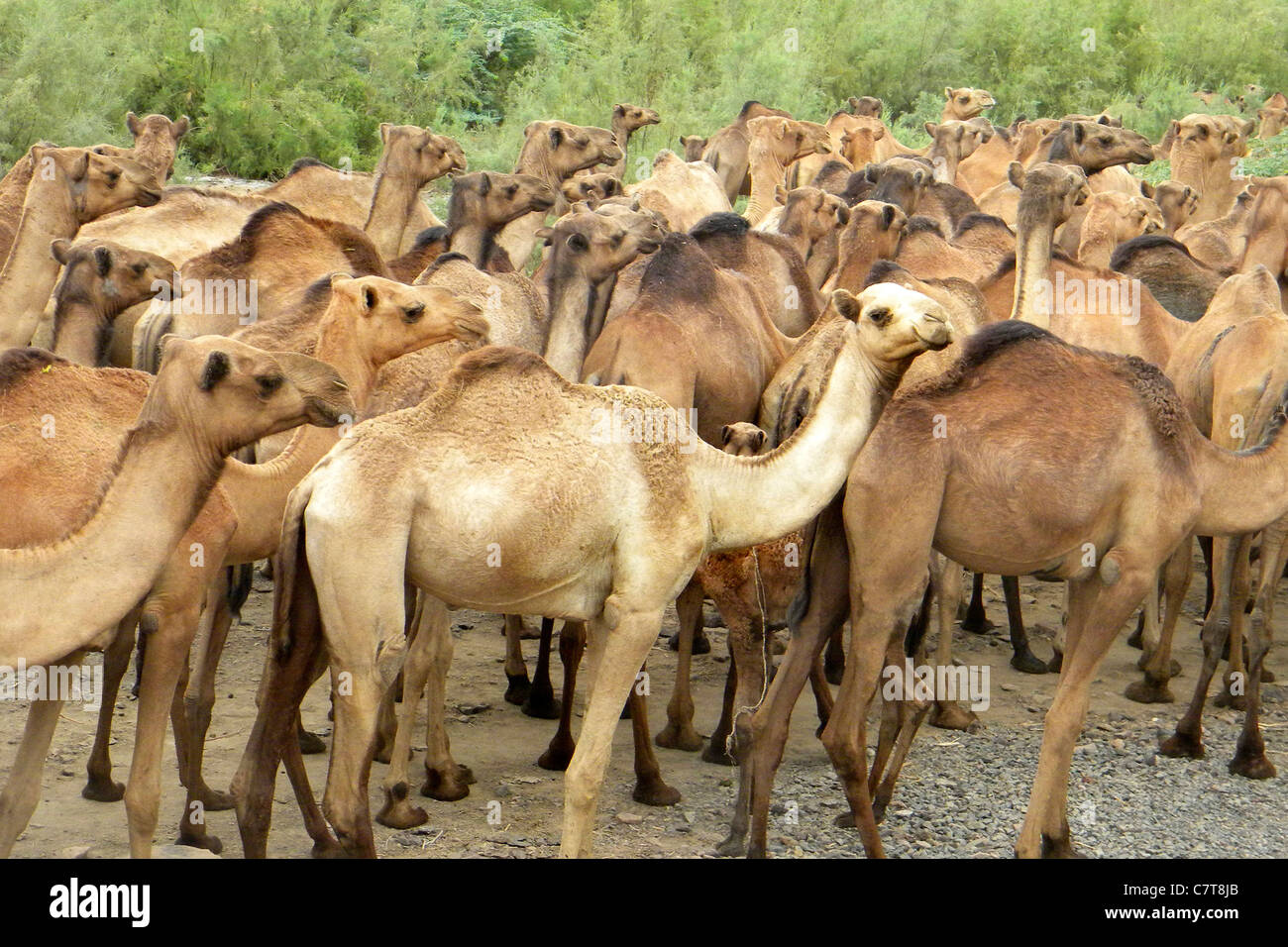 Ethiopia, Danakil, Dromedaries (Camelus dromedarius Stock Photo - Alamy