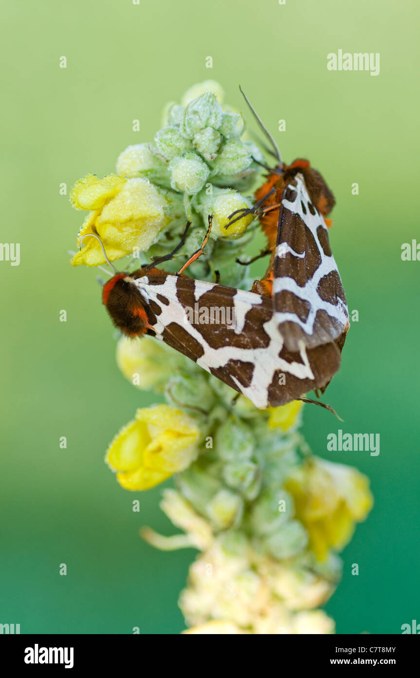 European Butterflies- Garden tiger moth - Arctia caja Stock Photo - Alamy